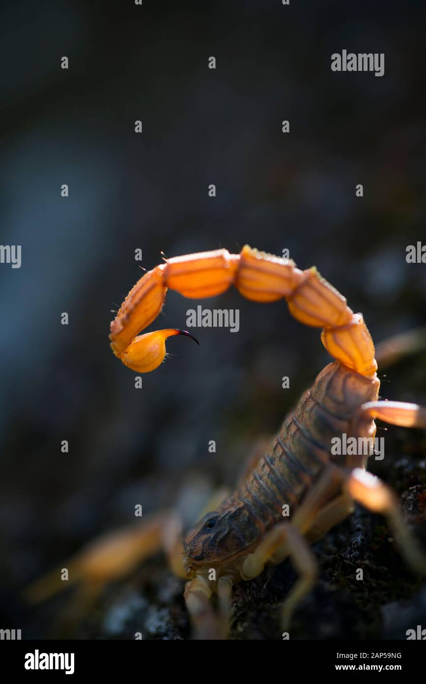 Escorpin O Alacrn How To Get Into Scorpion Event In New World | How To