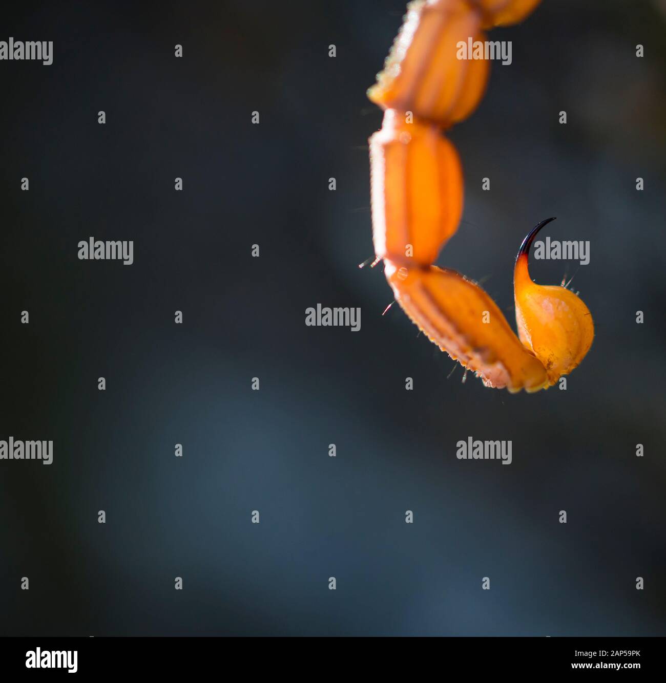 Fauna de escorpión hi-res stock photography and images - Alamy