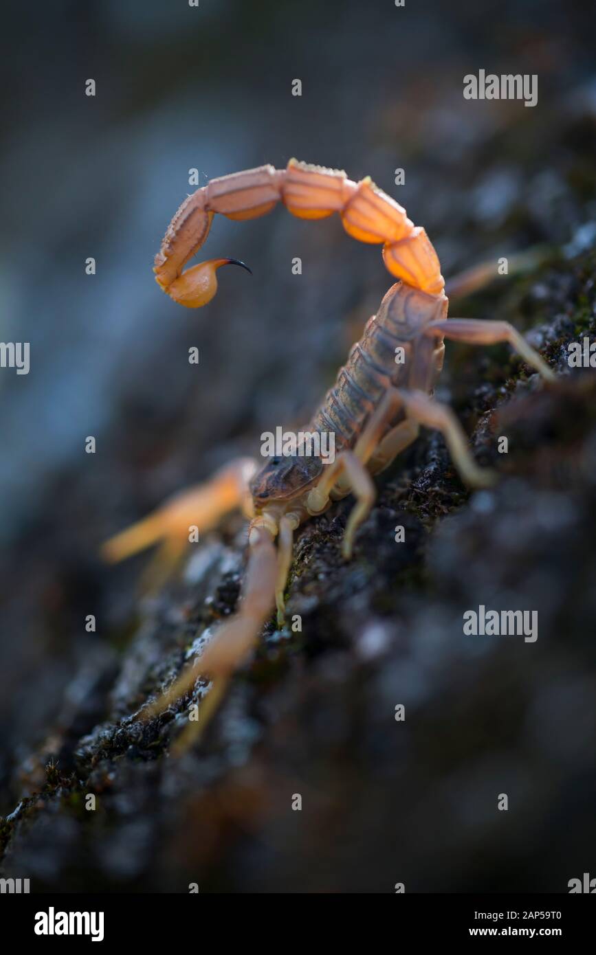 Fauna de escorpión hi-res stock photography and images - Alamy