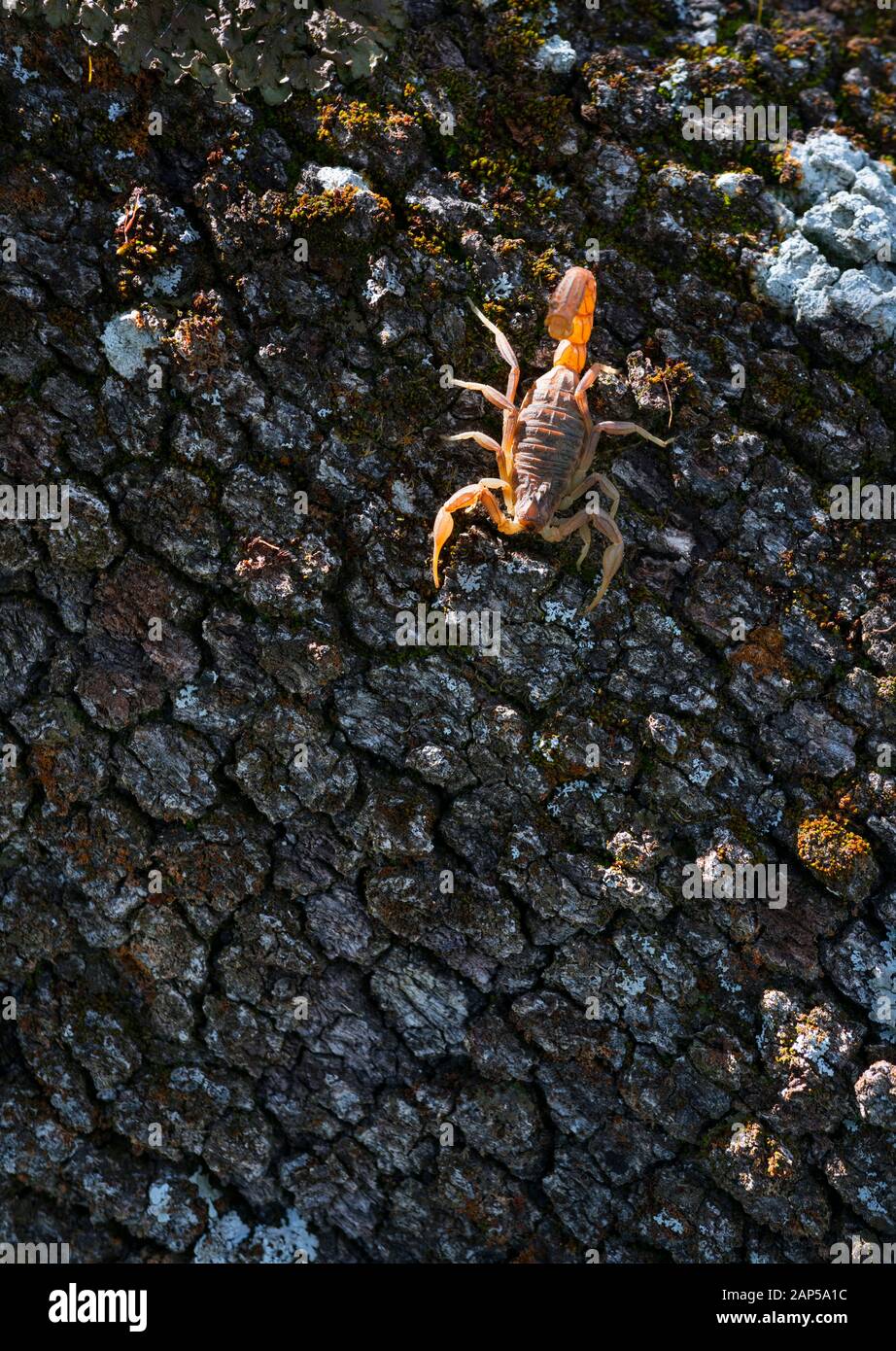 Fauna de escorpión hi-res stock photography and images - Alamy