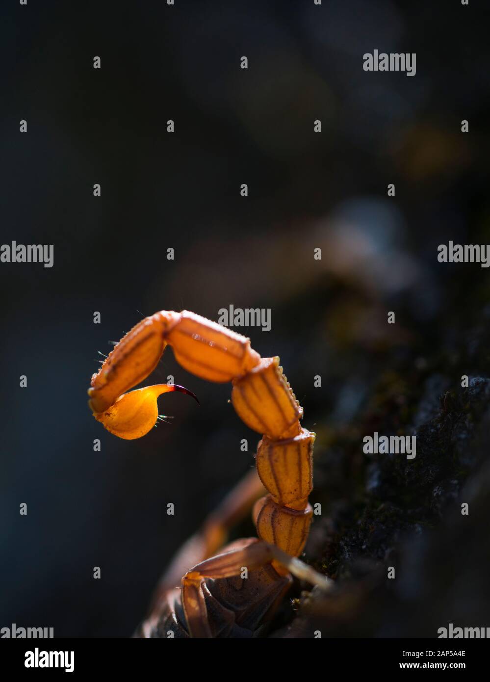 Fauna de escorpión hi-res stock photography and images - Alamy