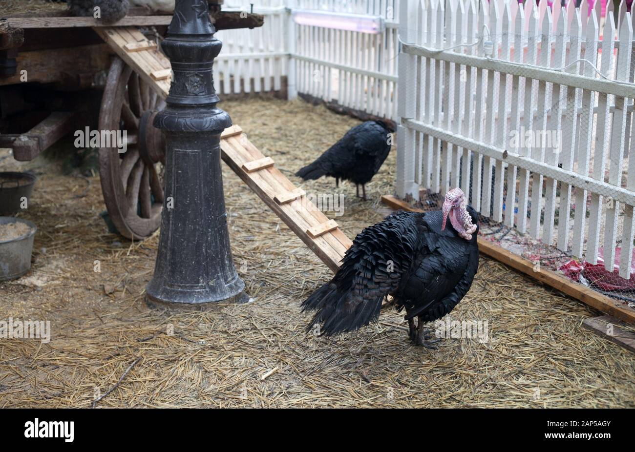A black turkey also known as Norfolk turkey.The Black was developed in ...