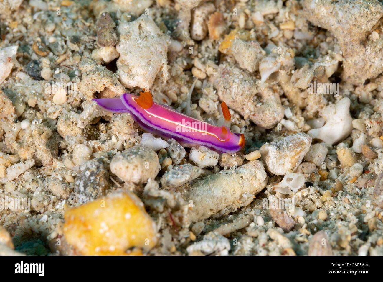 The most beautiful underwater snails of the Indian and Pacific Ocean ...