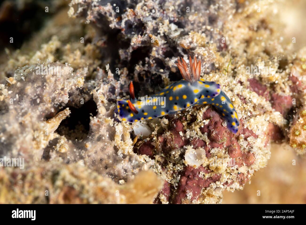 The most beautiful underwater snails of the Indian and Pacific Ocean ...