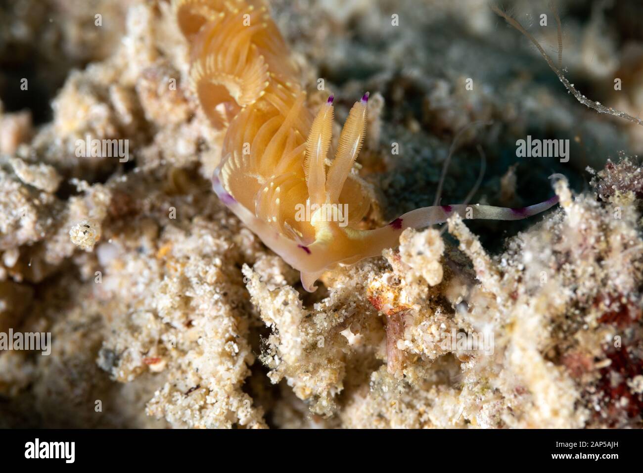 The most beautiful underwater snails of the Indian and Pacific Ocean ...