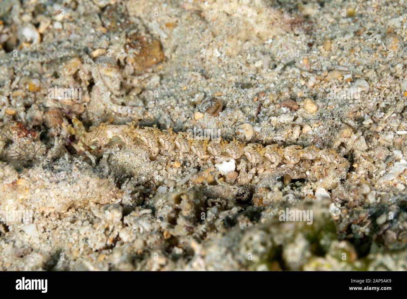 The most beautiful underwater snails of the Indian and Pacific Ocean ...