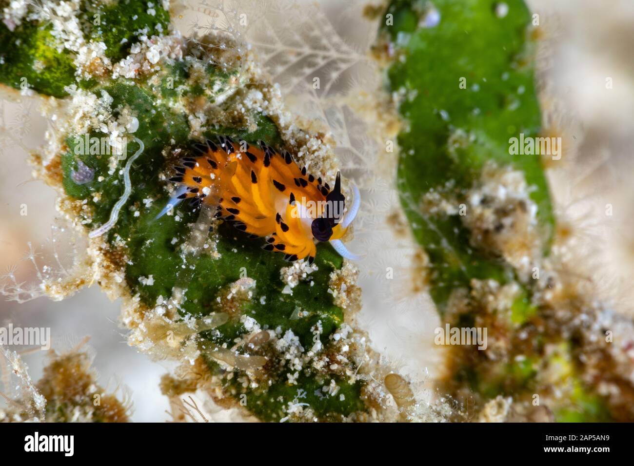 The most beautiful underwater snails of the Indian and Pacific Ocean ...