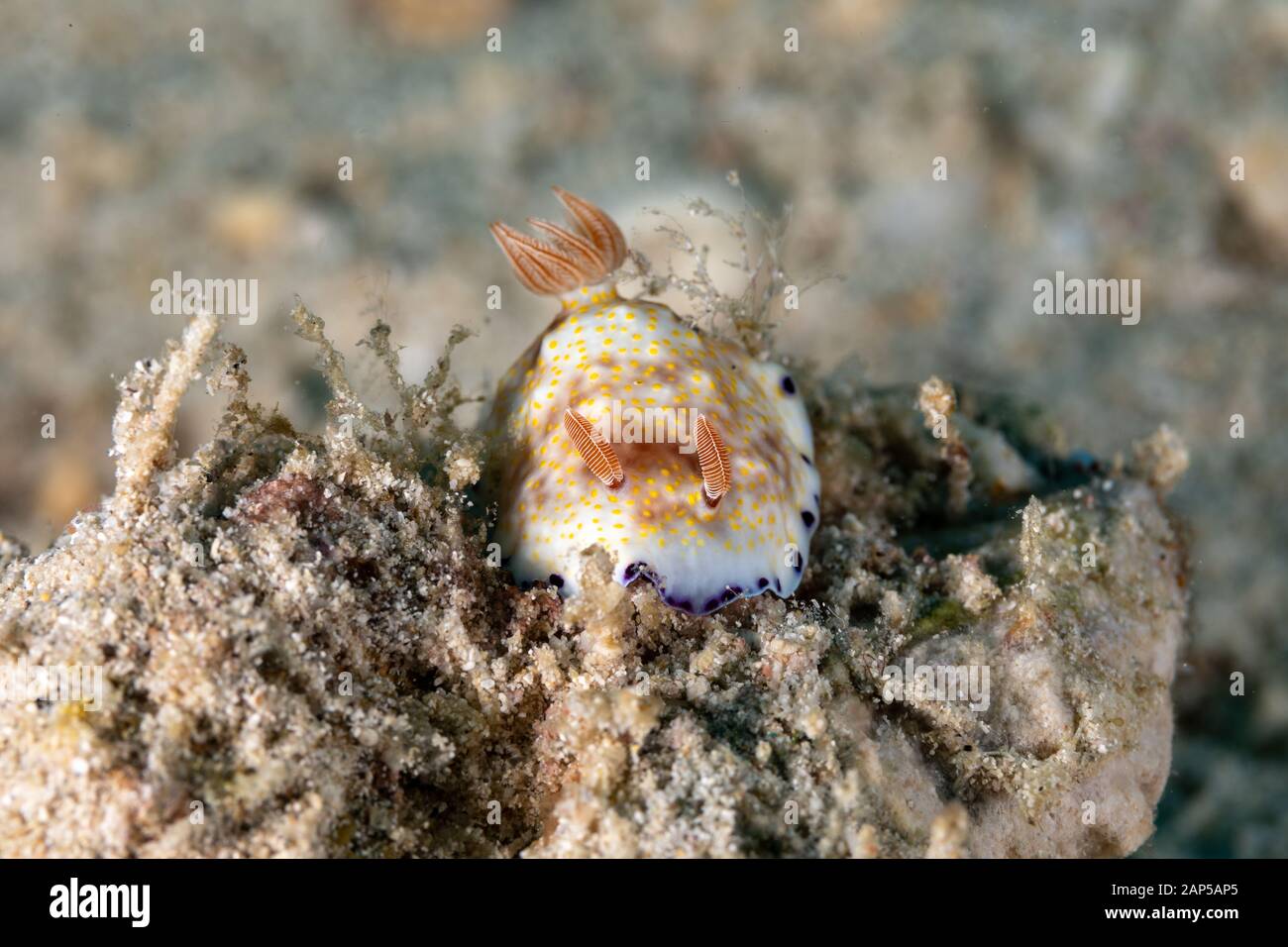 The most beautiful underwater snails of the Indian and Pacific Ocean ...