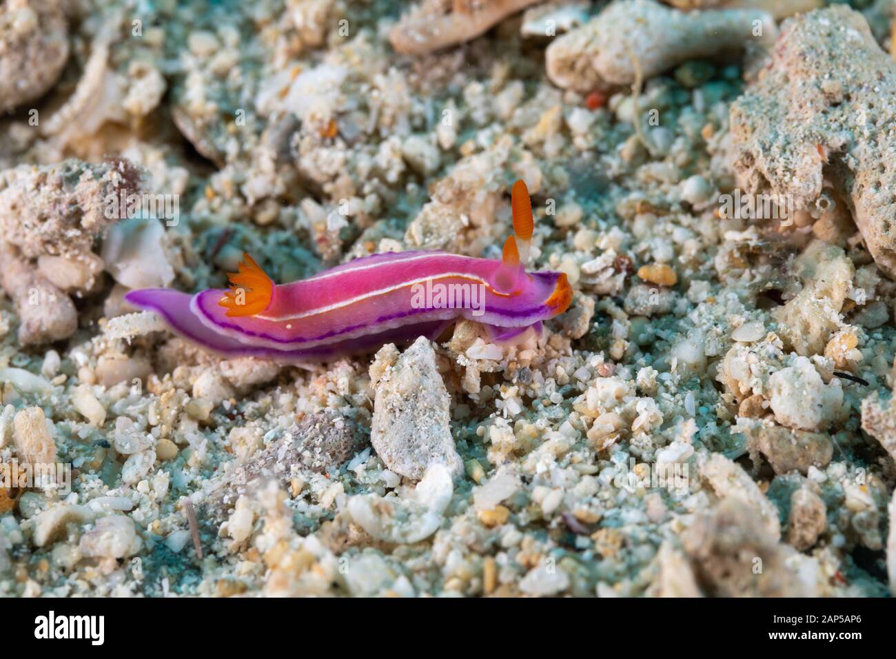 The most beautiful underwater snails of the Indian and Pacific Ocean ...