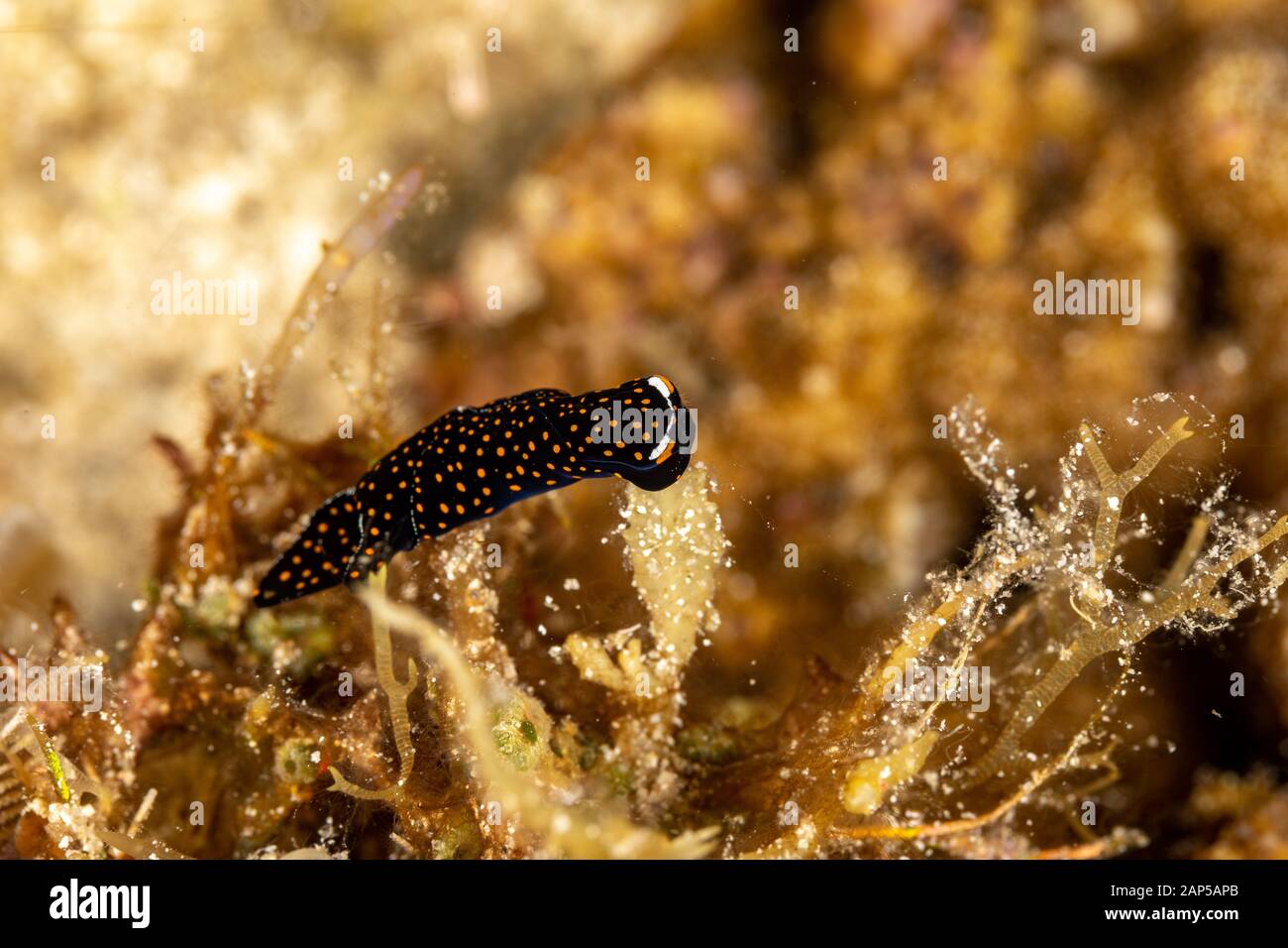 The most beautiful underwater snails of the Indian and Pacific Ocean ...