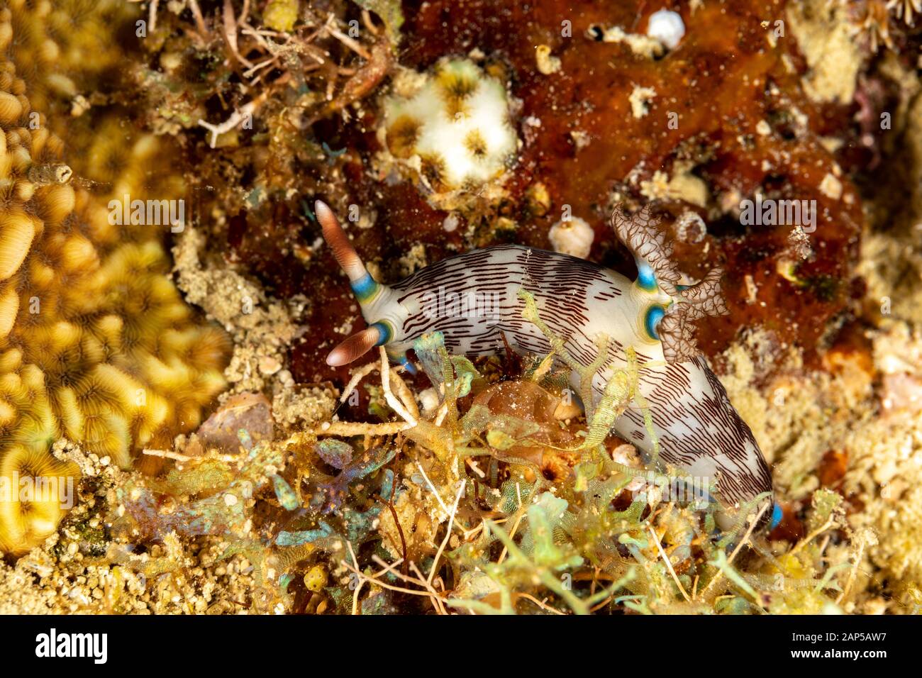 The most beautiful underwater snails of the Indian and Pacific Ocean ...