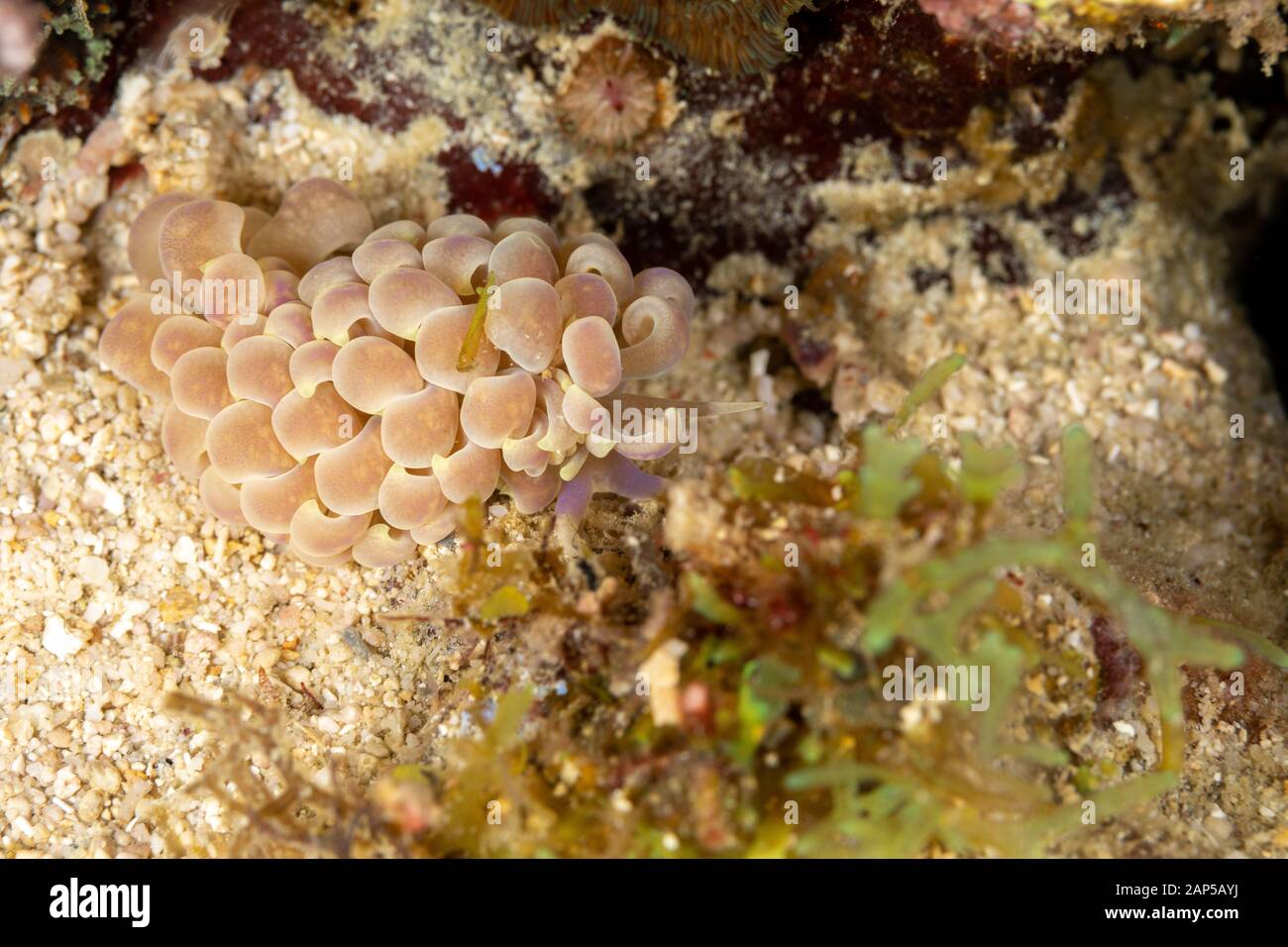 The most beautiful underwater snails of the Indian and Pacific Ocean ...