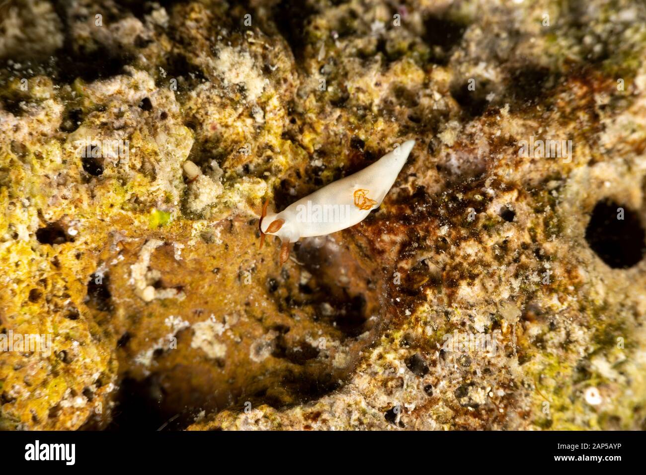The most beautiful underwater snails of the Indian and Pacific Ocean ...