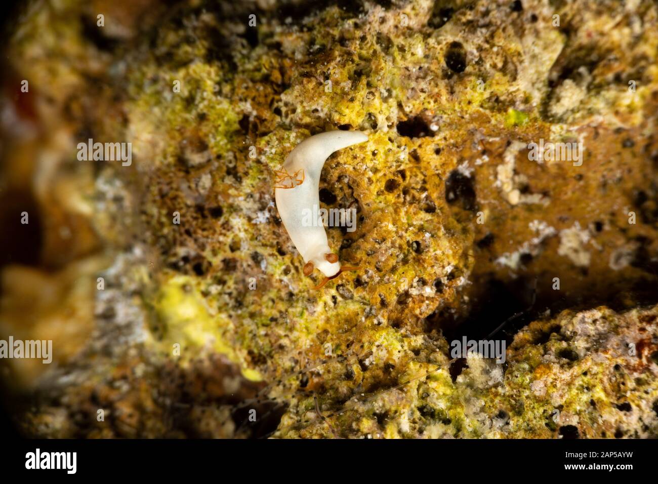 The most beautiful underwater snails of the Indian and Pacific Ocean ...