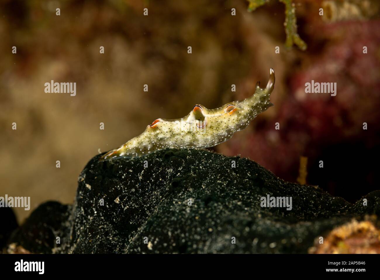 The most beautiful underwater snails of the Indian and Pacific Ocean ...
