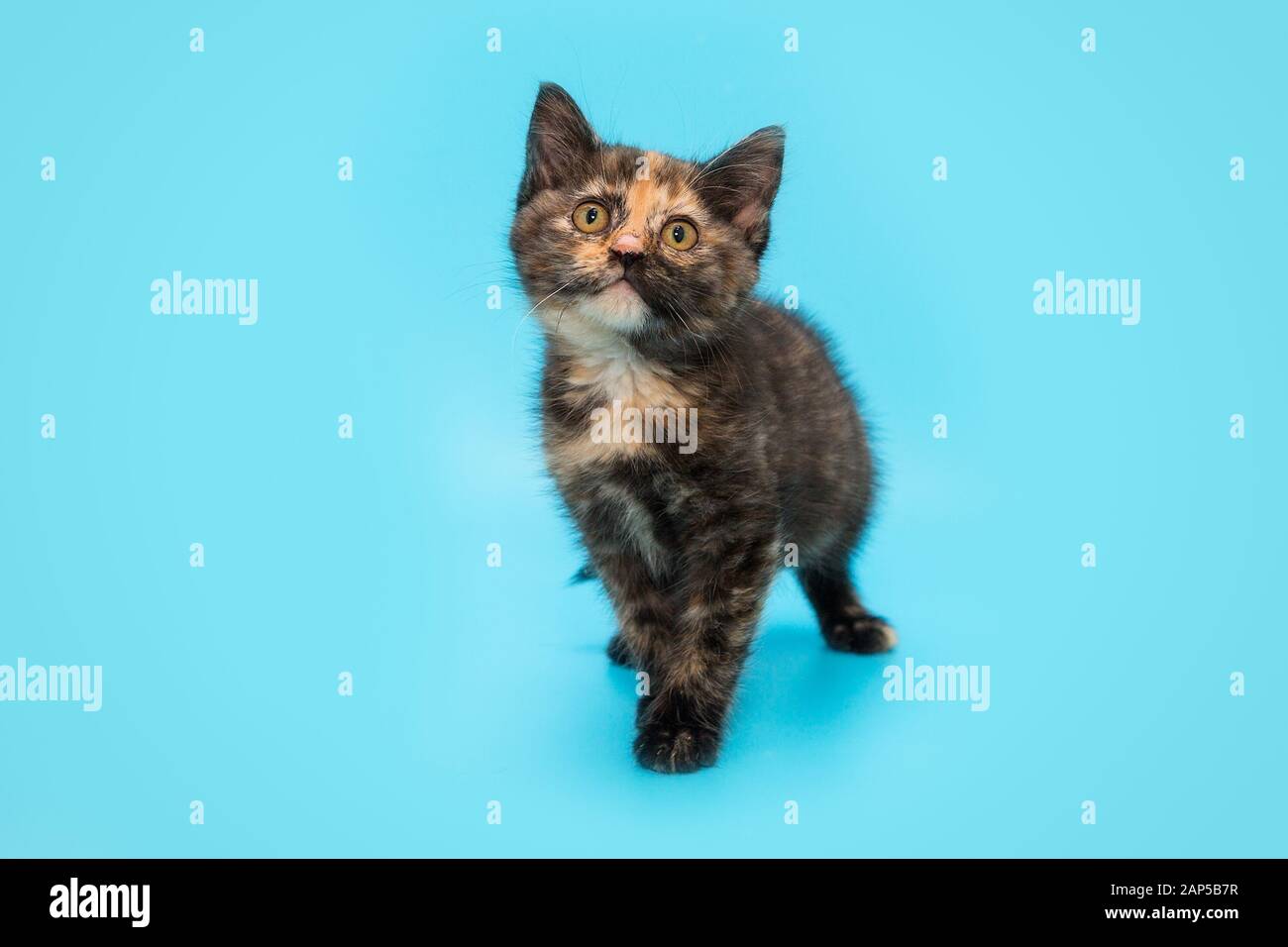 Blue tortoiseshell hi-res stock photography and images - Alamy