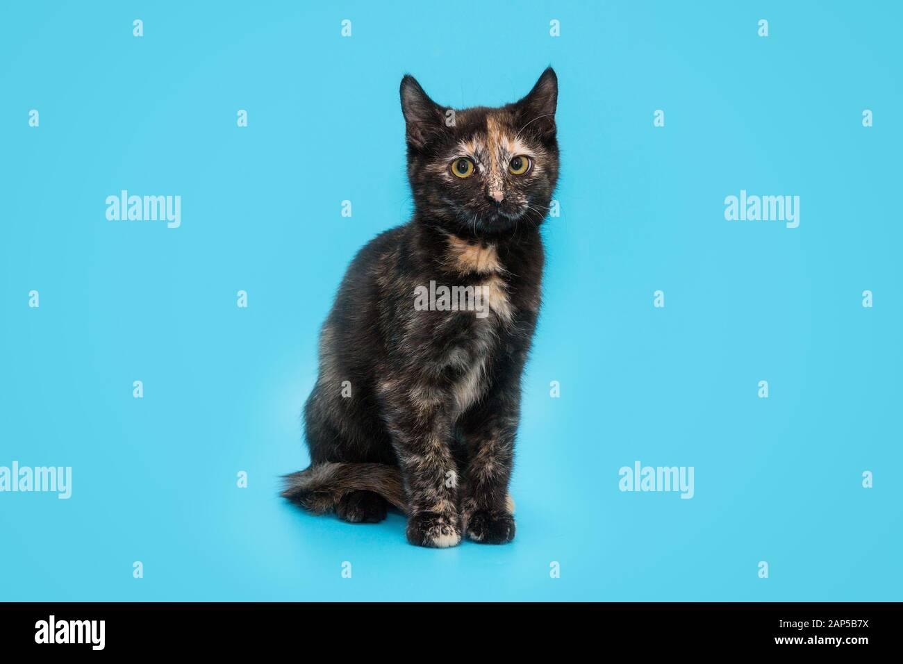 Blue tortoiseshell hi-res stock photography and images - Alamy