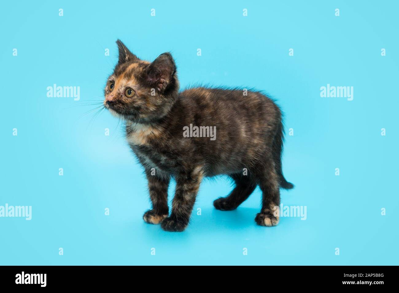 Blue tortoiseshell hi-res stock photography and images - Alamy
