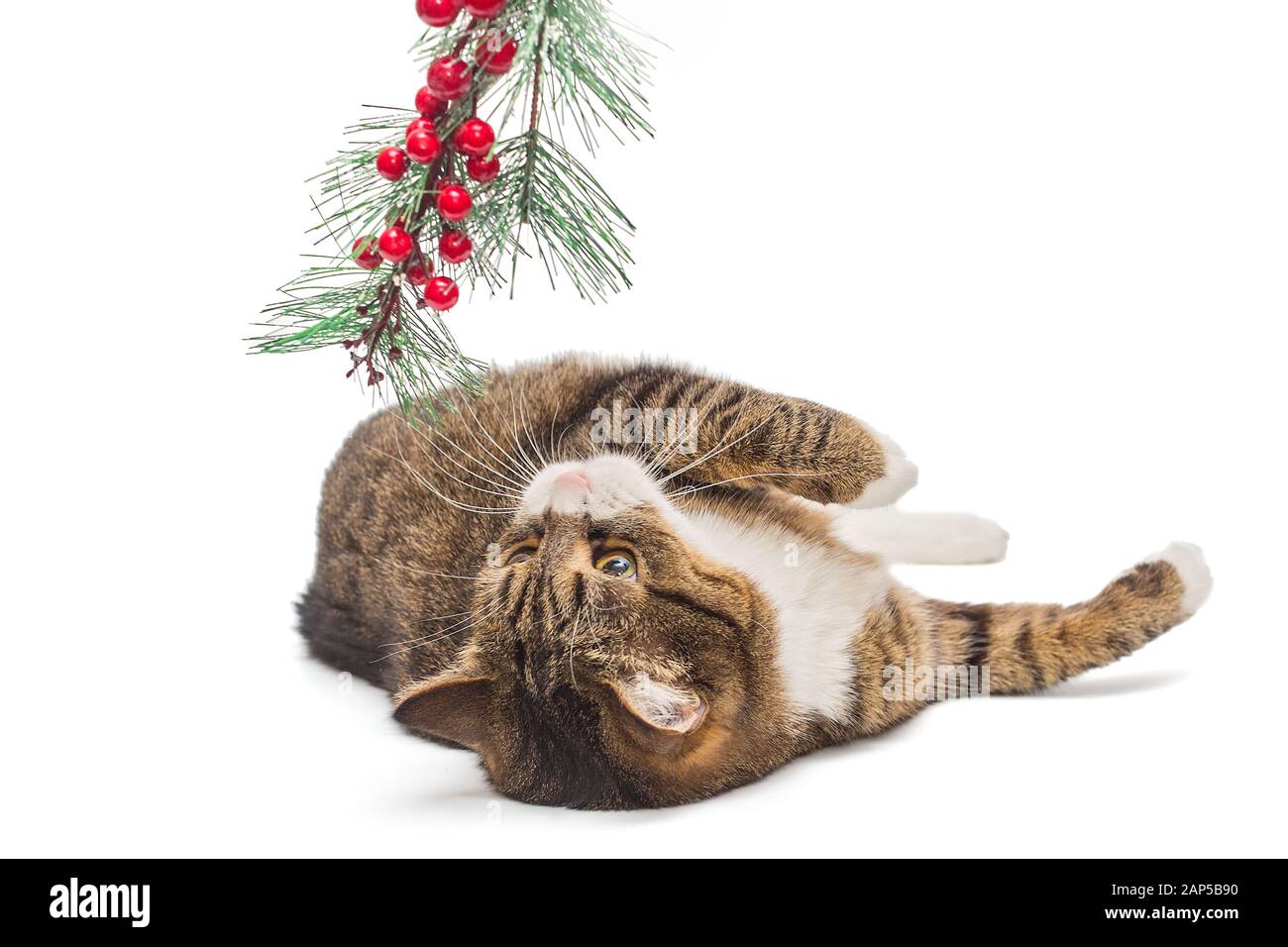 Grey cat and spruce branch on a white background Stock Photo - Alamy