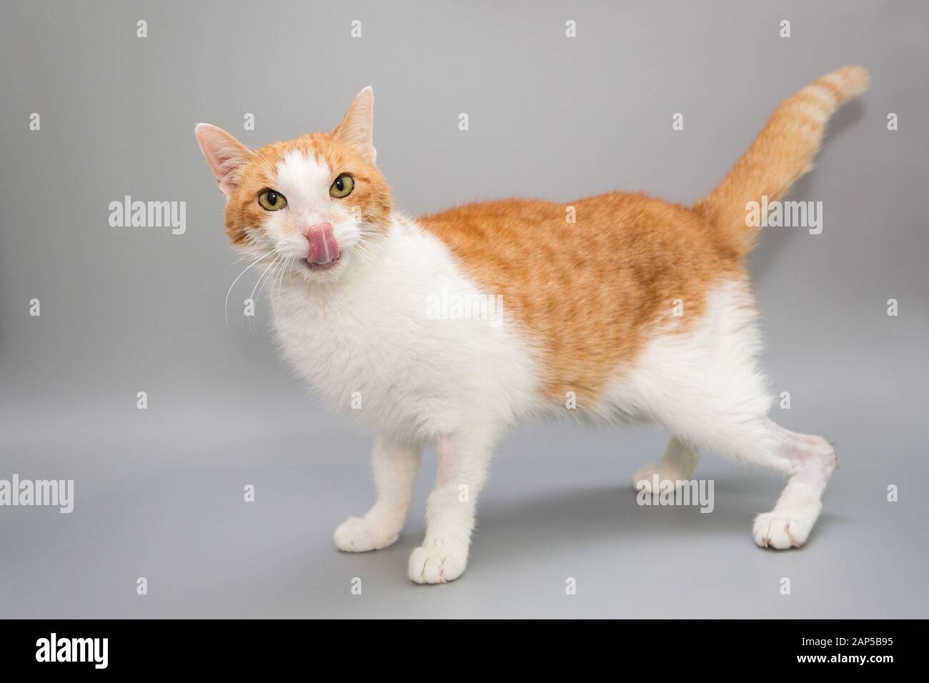 Funny red cat hi-res stock photography and images - Alamy