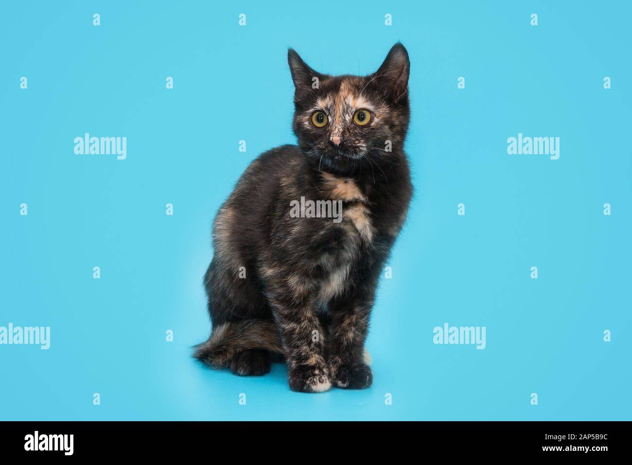 Tabby and tortoiseshell hi-res stock photography and images - Alamy