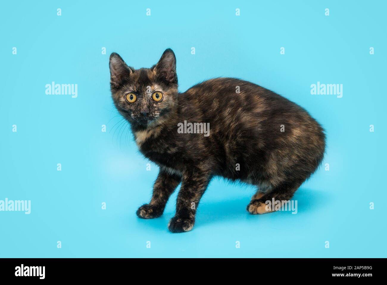 Tan Tortie Cat