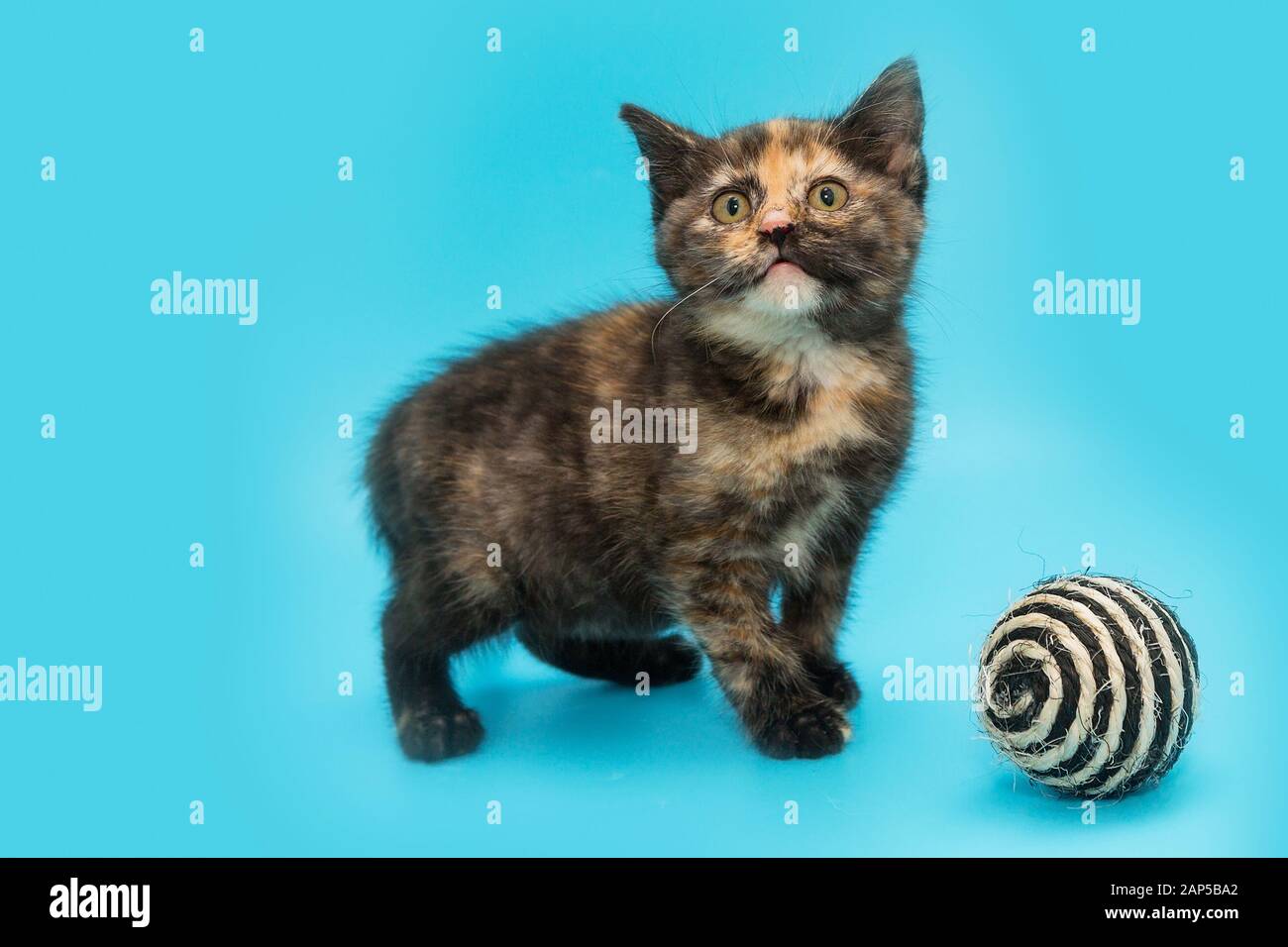 Small kitty hi-res stock photography and images - Alamy