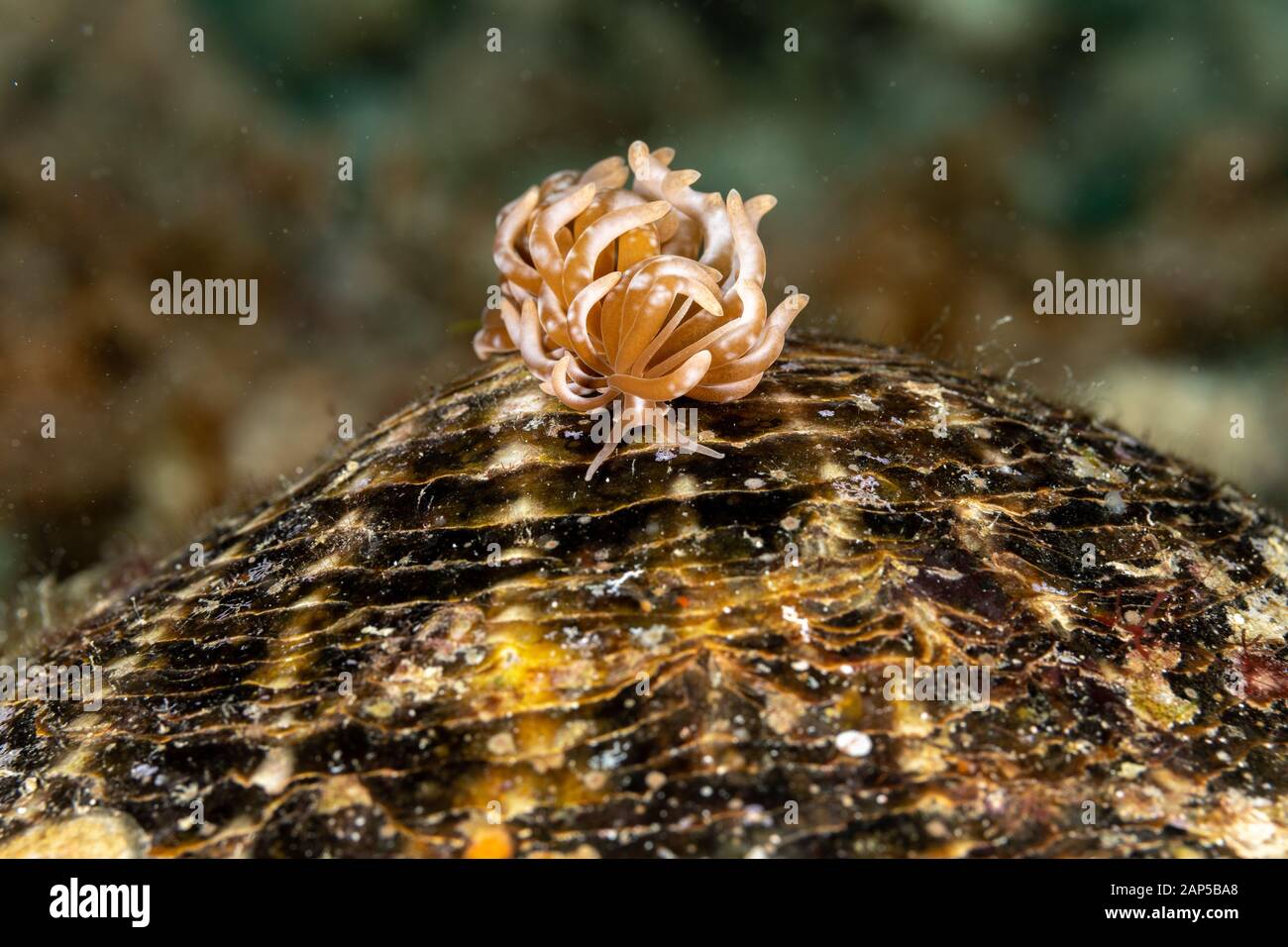 The most beautiful underwater snails of the Indian and Pacific Ocean ...