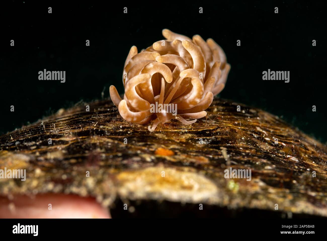 The most beautiful underwater snails of the Indian and Pacific Ocean ...