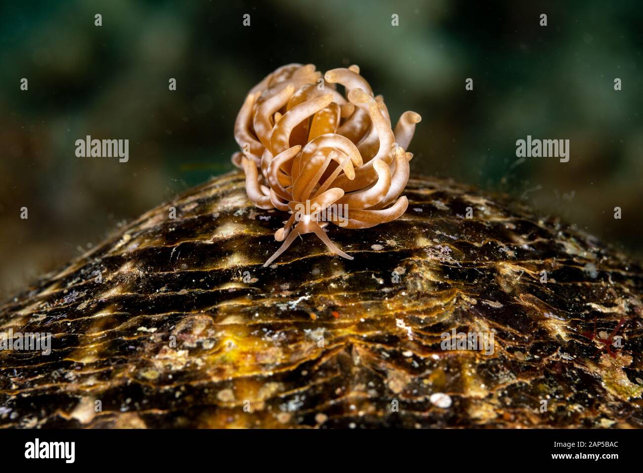 The most beautiful underwater snails of the Indian and Pacific Ocean ...