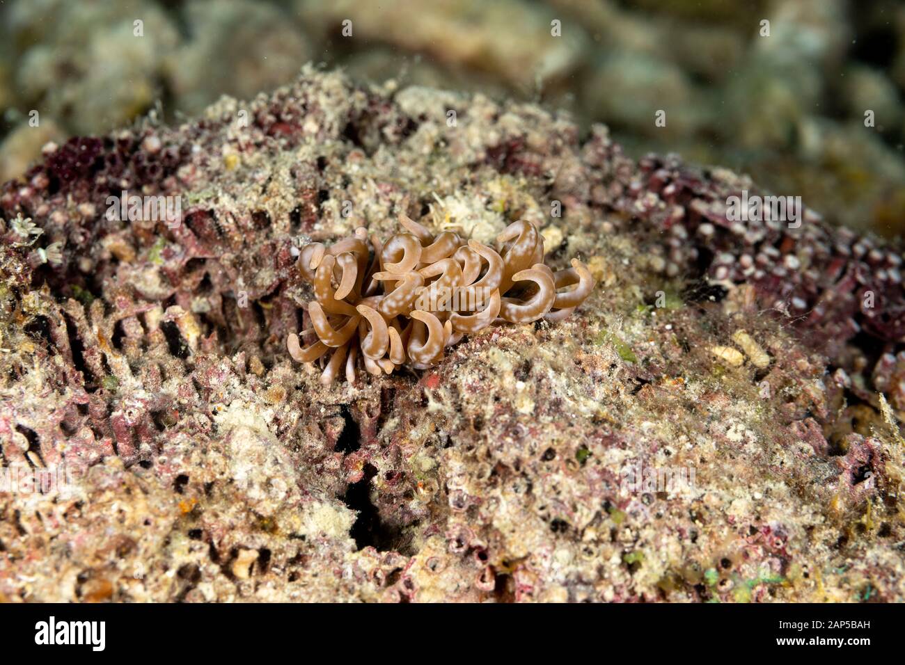 The most beautiful underwater snails of the Indian and Pacific Ocean ...