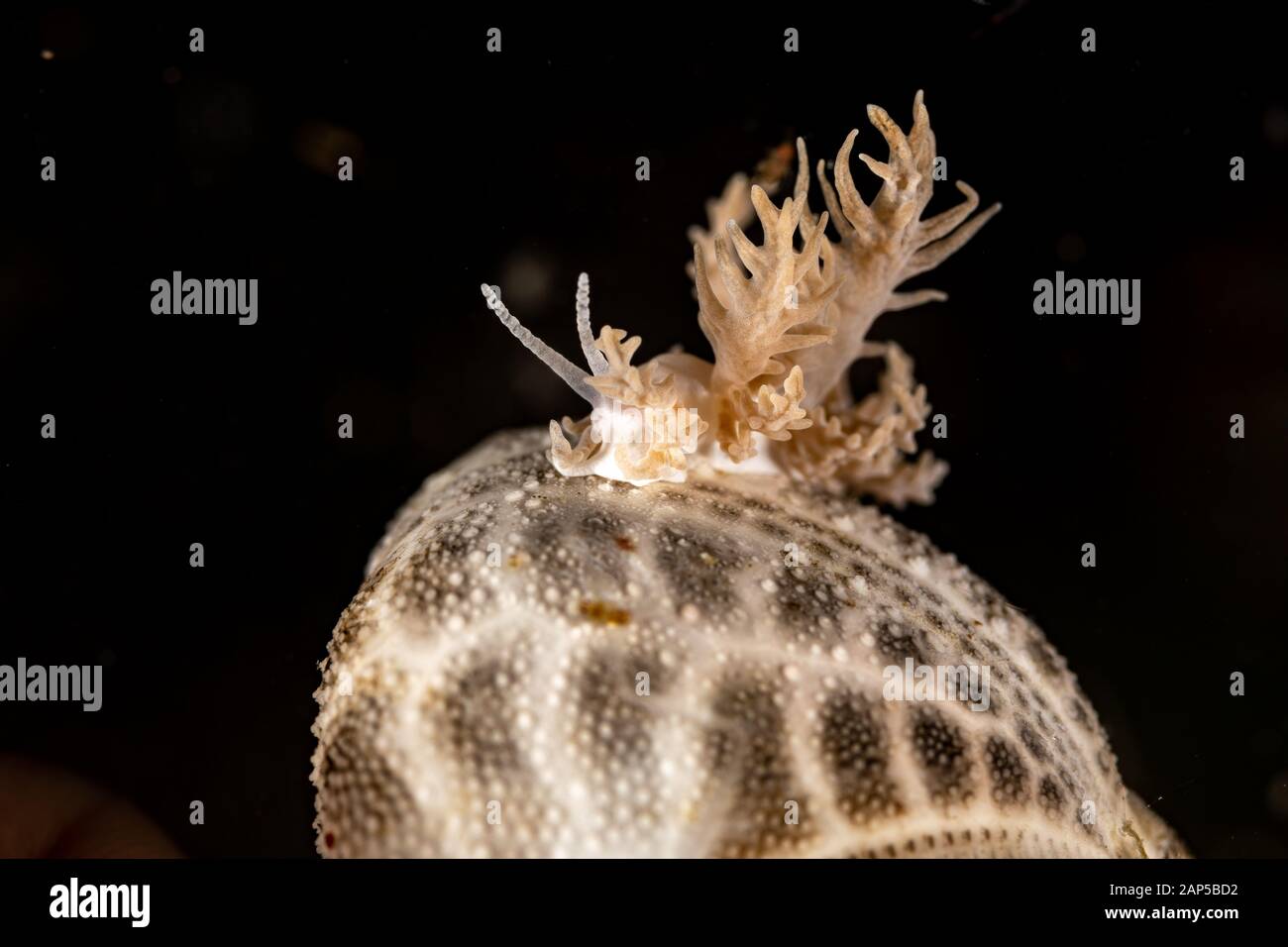 The most beautiful underwater snails of the Indian and Pacific Ocean ...