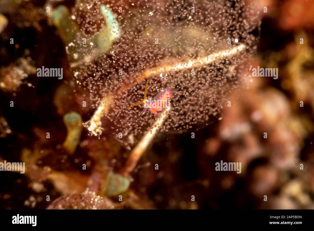 The most beautiful underwater snails of the Indian and Pacific Ocean ...