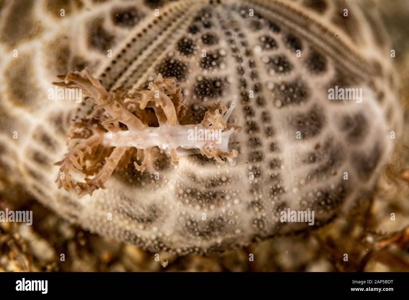 The most beautiful underwater snails of the Indian and Pacific Ocean ...