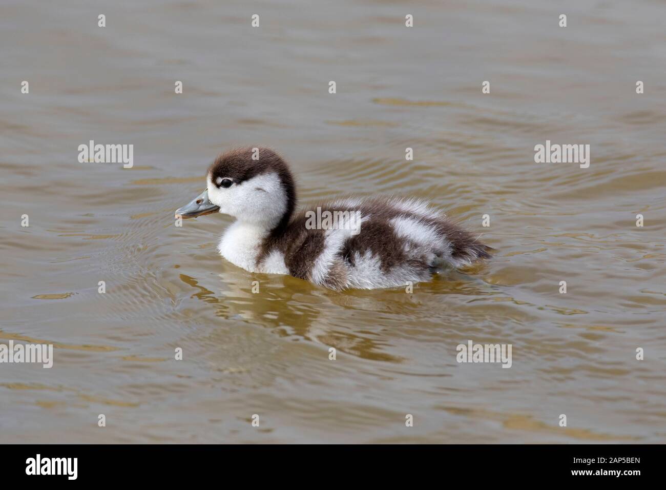 Baby shelduck hi-res stock photography and images - Alamy