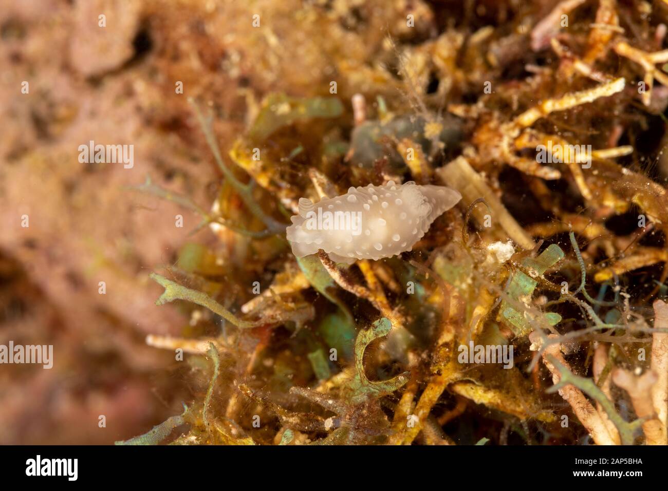 The most beautiful underwater snails of the Indian and Pacific Ocean ...