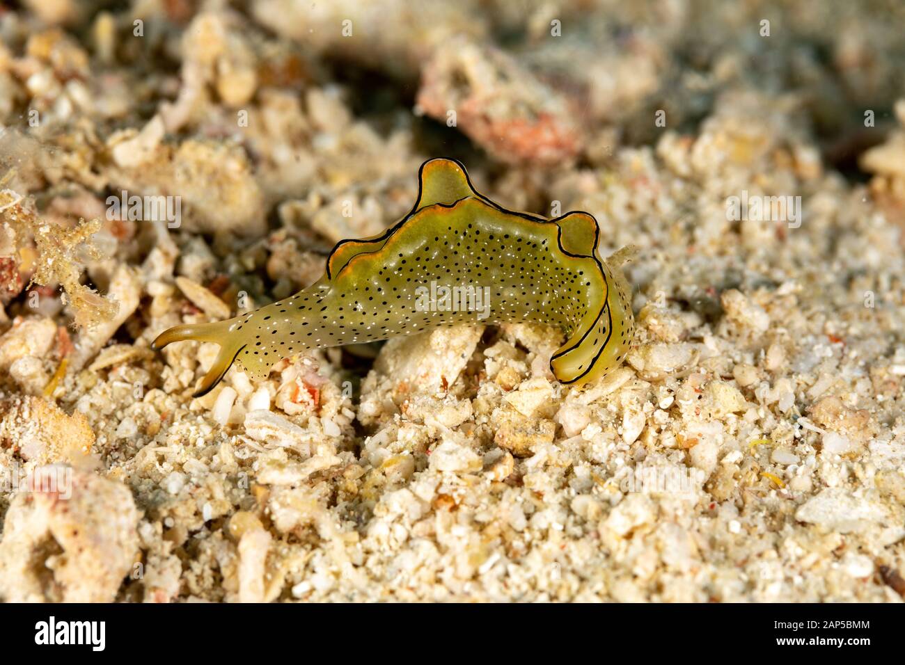 The most beautiful underwater snails of the Indian and Pacific Ocean ...