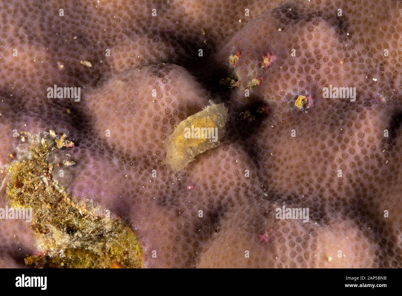 The most beautiful underwater snails of the Indian and Pacific Ocean ...