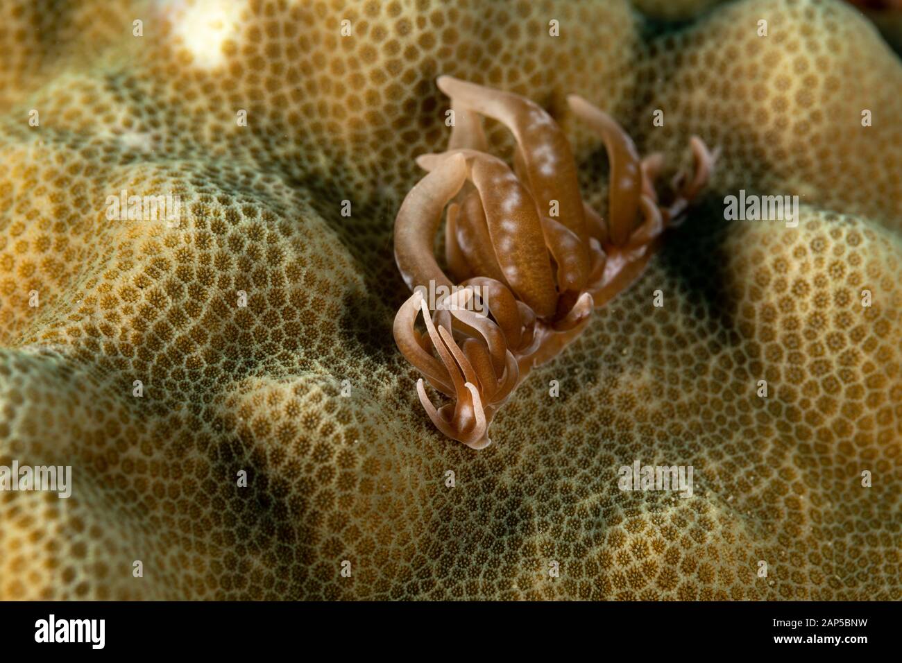 The most beautiful underwater snails of the Indian and Pacific Ocean ...