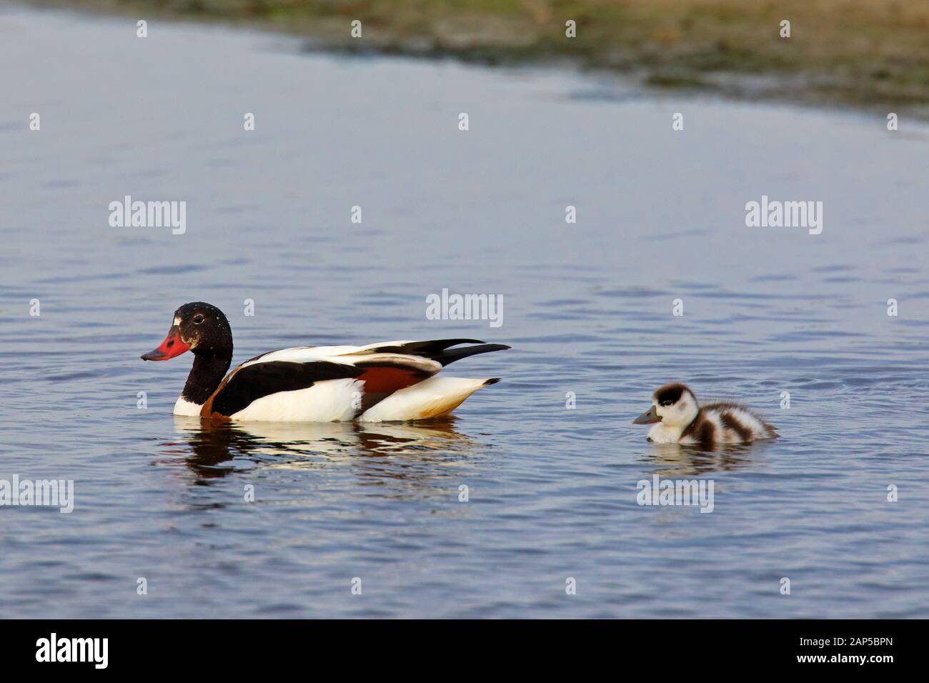 Female and duckling hi-res stock photography and images - Alamy