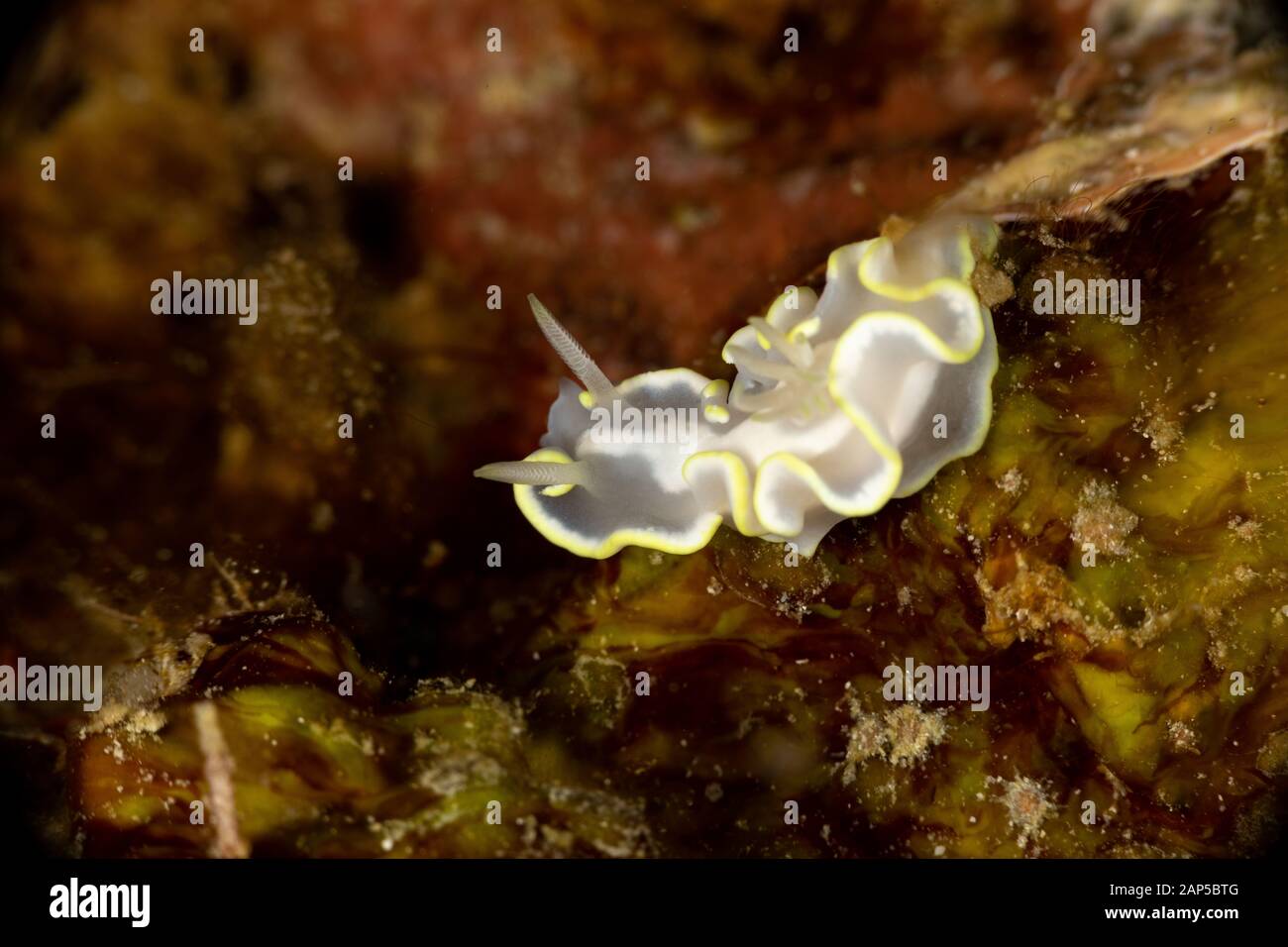 The most beautiful underwater snails of the Indian and Pacific Ocean ...