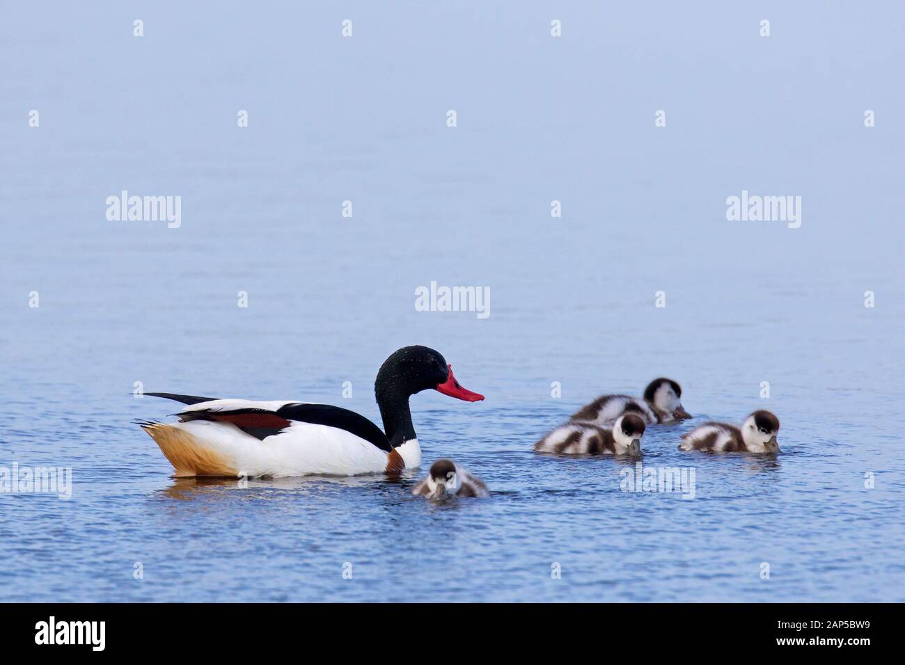 Common shelduck (Tadorna tadorna) female with ducklings / young ...