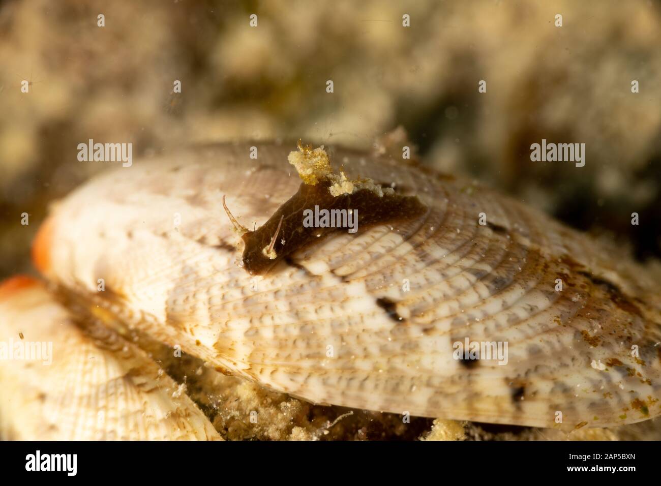 The most beautiful underwater snails of the Indian and Pacific Ocean ...
