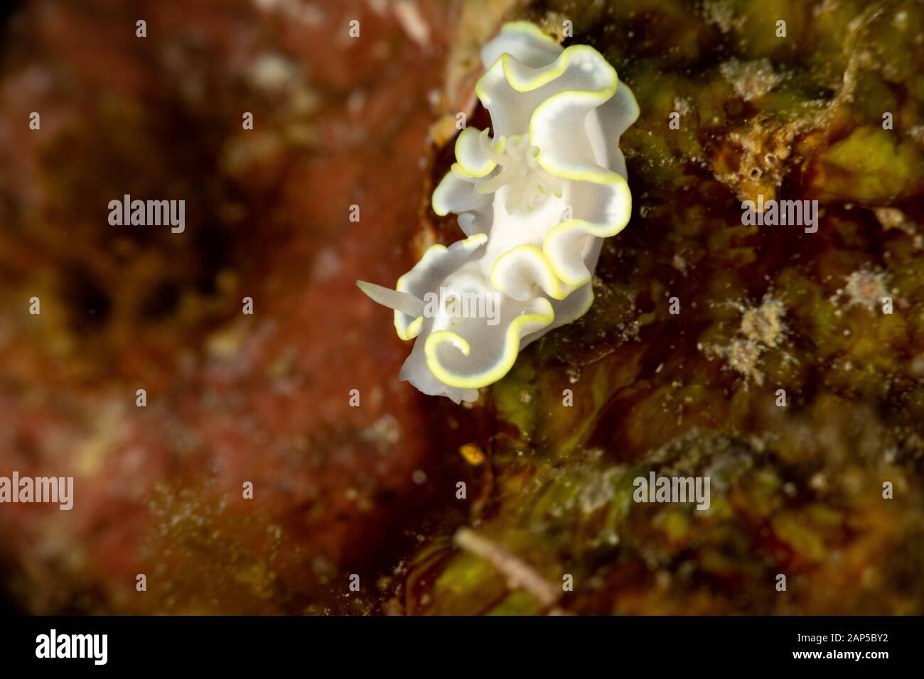 The most beautiful underwater snails of the Indian and Pacific Ocean ...
