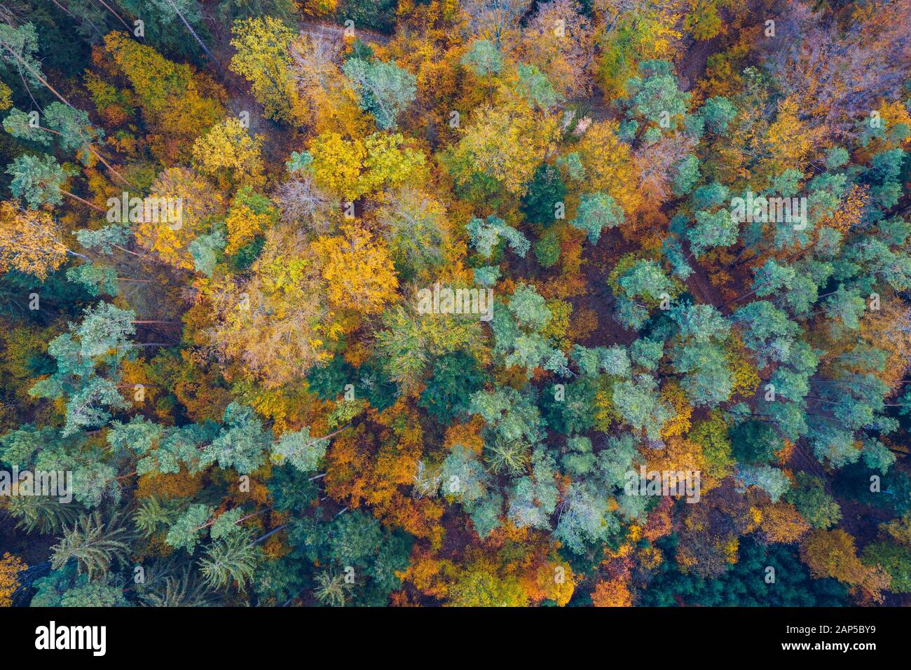 Aerial top view deciduous forest hi-res stock photography and images ...