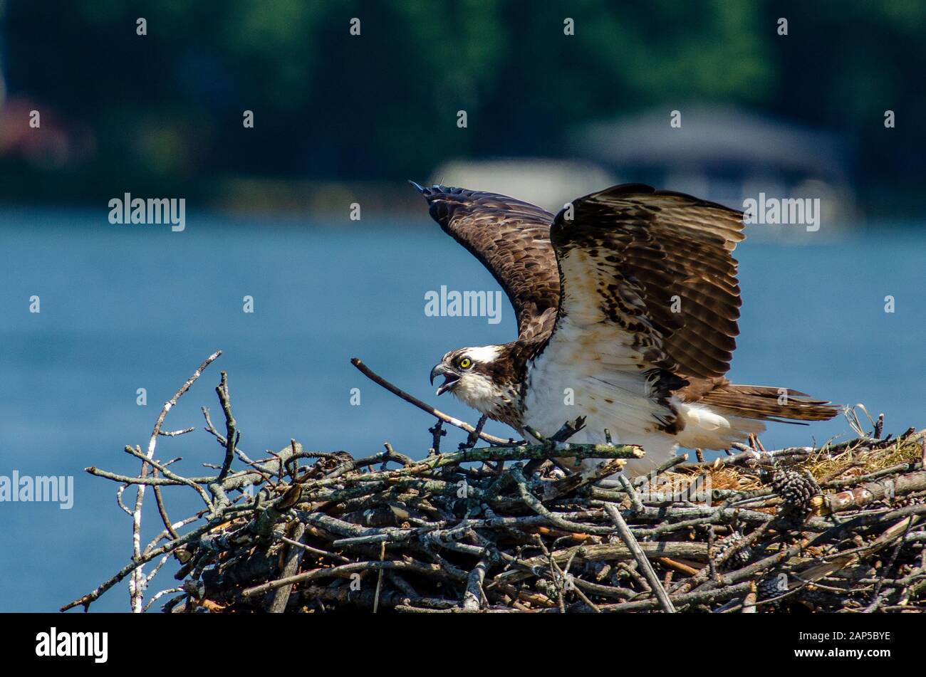 Osprey on Lake Norman in Charlotte, NC. (June 2018 Stock Photo - Alamy