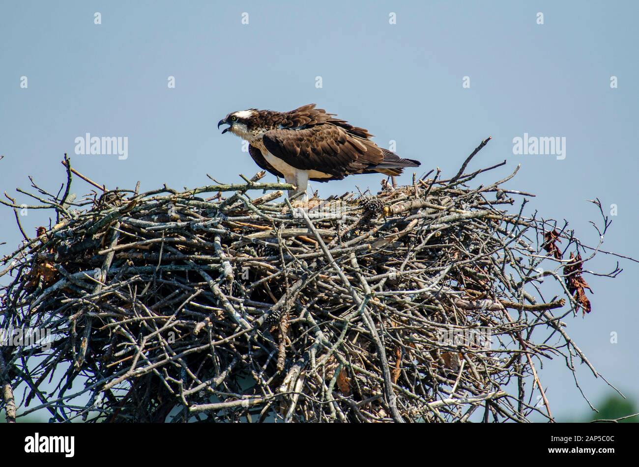 Osprey on Lake Norman in Charlotte, NC. (June 2018 Stock Photo - Alamy