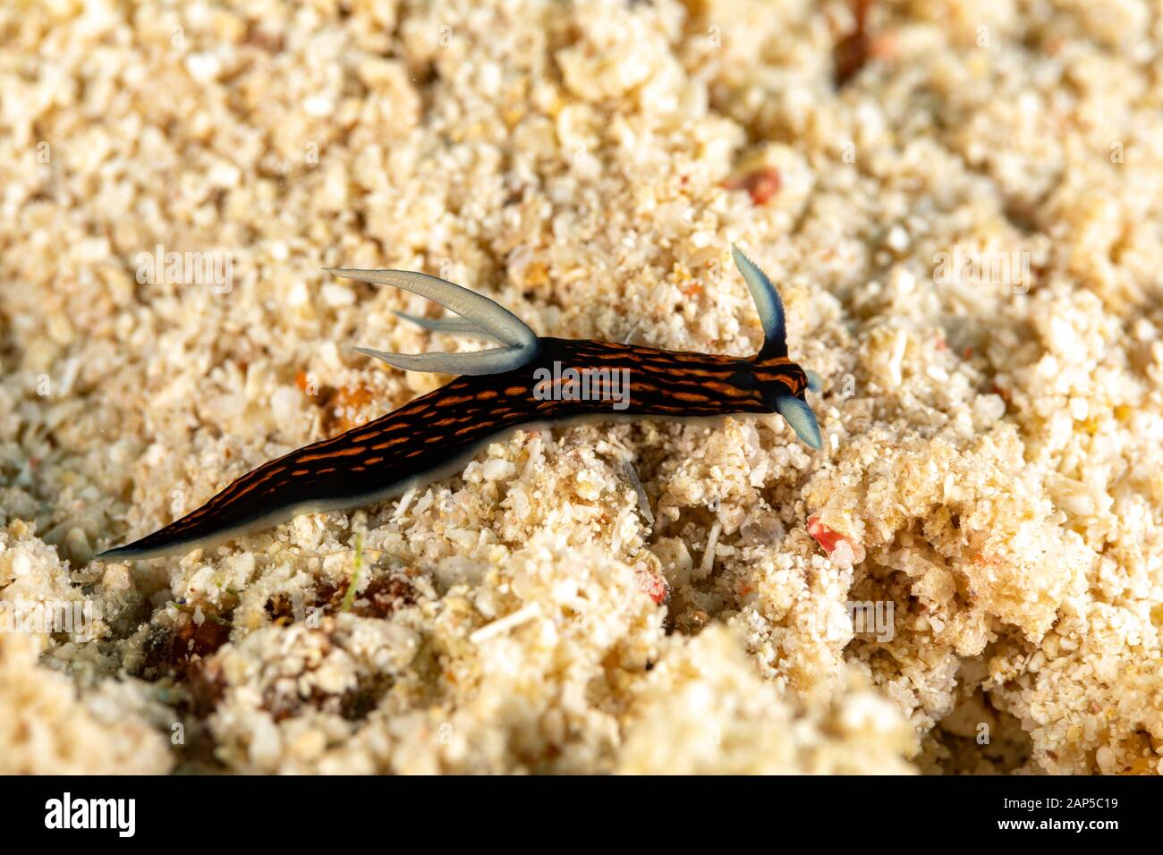 The most beautiful underwater snails of the Indian and Pacific Ocean ...