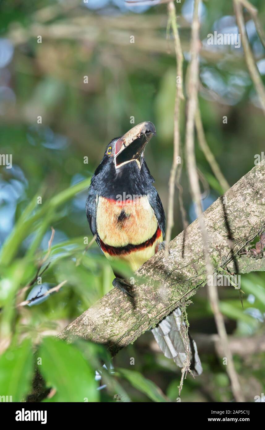 Collared Aracari (Pteroglossus torquatus), Costa Rica, Central America ...