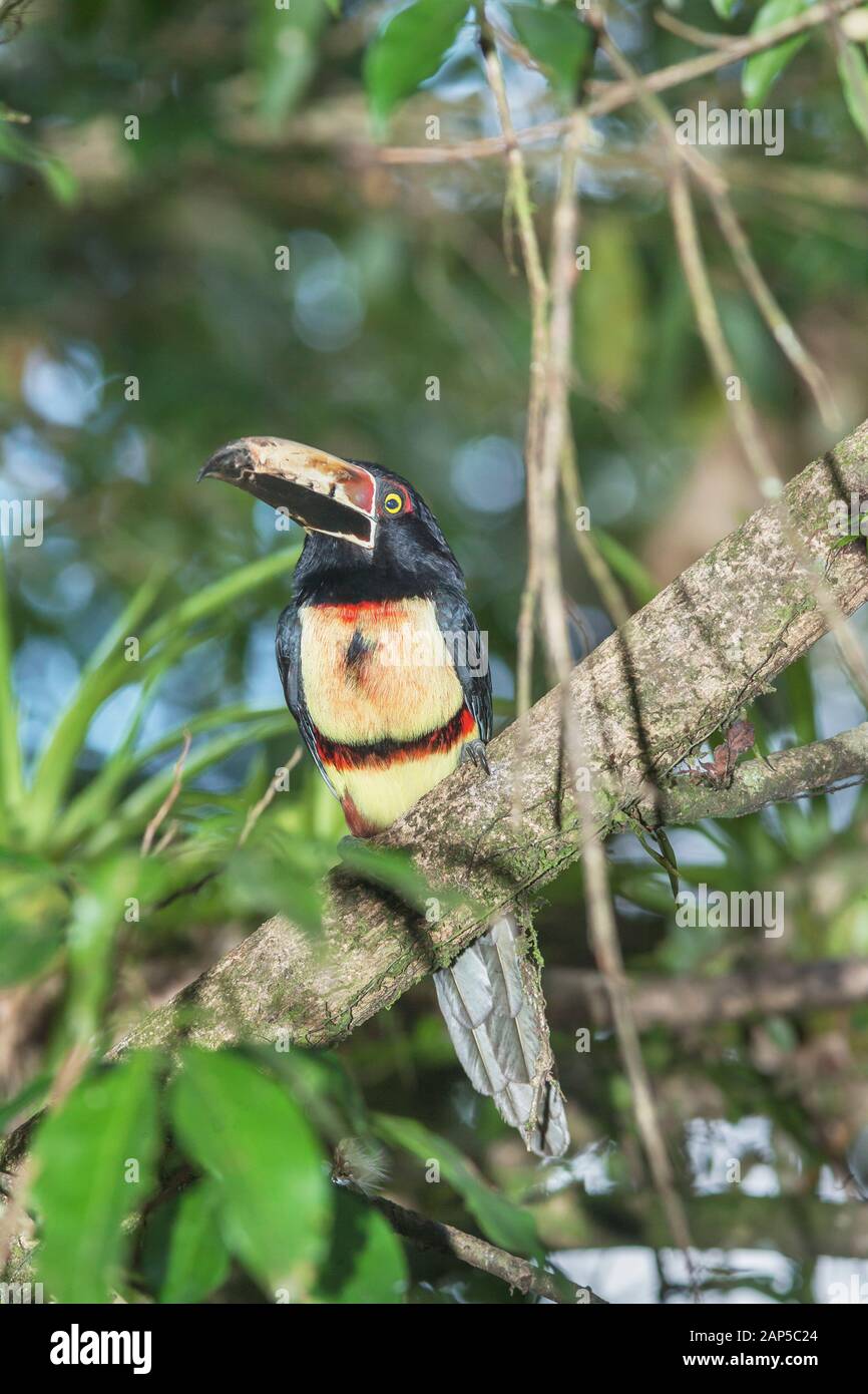 Collared Aracari (Pteroglossus torquatus), Costa Rica, Central America ...